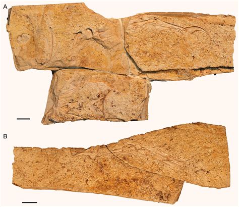 New Species Of Theropod Dinosaur Identified In China Sci News