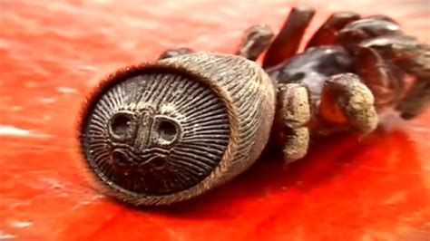 10 Extremely Rare And Weird Insects Youtube