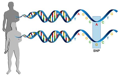 What Are Single Nucleotide Polymorphisms Example
