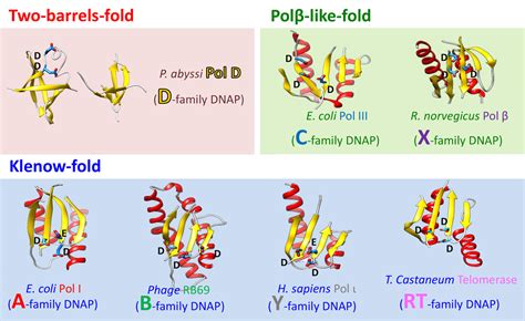 Crystal Structure Of Pold Provides A Novel Paradigm For The
