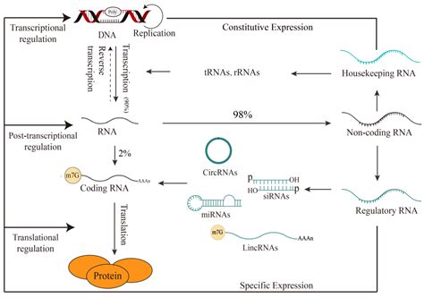Ijms Free Full Text Biogenesis Mode Of Action And The Interactions