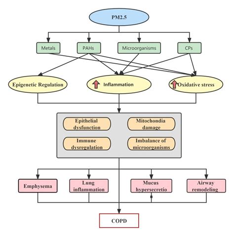 Effects And Pathogenesis Of Pm2 5 And Its Components On Copd Copd