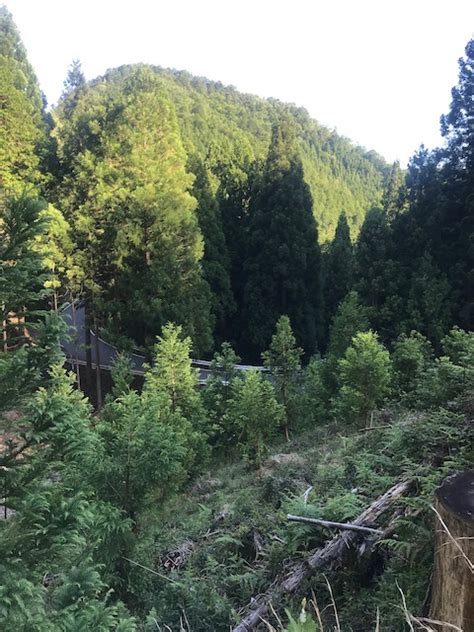 【キコリが語る】山であった不思議な話（1）「山の上から誰かが呼んでいる」 京都・京北の山林のことなら株式会社四辻