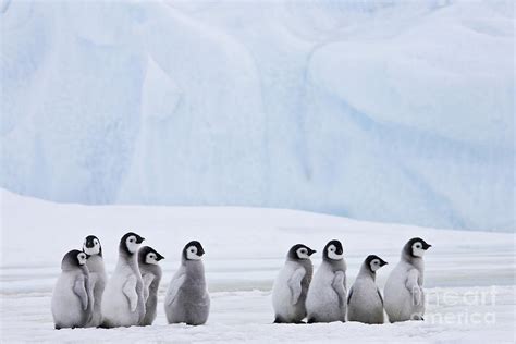Emperor Penguin Chicks Photograph By Jean Louis Klein And Marie Luce