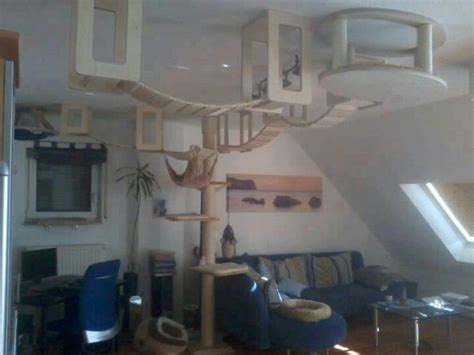 Catios Cat Highways And Cat Shelves Oh My Friendship