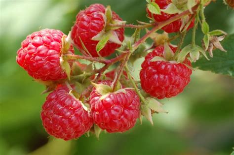 dorma red raspberry plant ison s nursery and vineyard