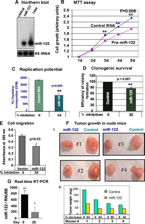 Expression Of Ectopic Mir 122 Inhibited Tumorigenic Property Of