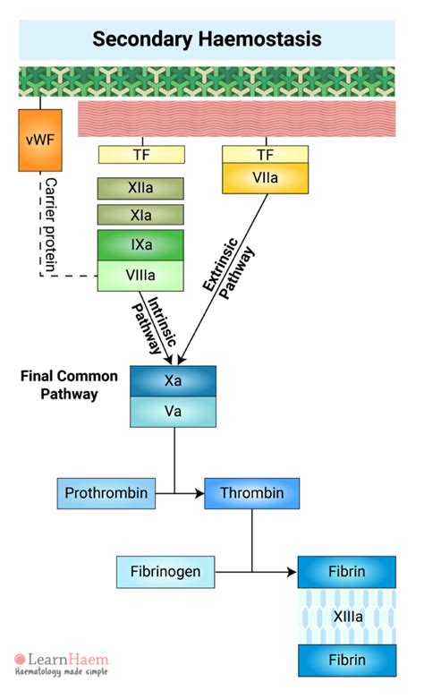 Normal Haemostasis Learnhaem Haematology Made Simple