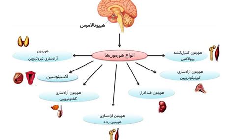 هورمون چه تأثیری بر ذهن و رفتار دارد؟