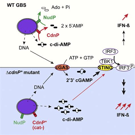 Group B Streptococcus Degrades Cyclic Di Amp To Modulate Sting