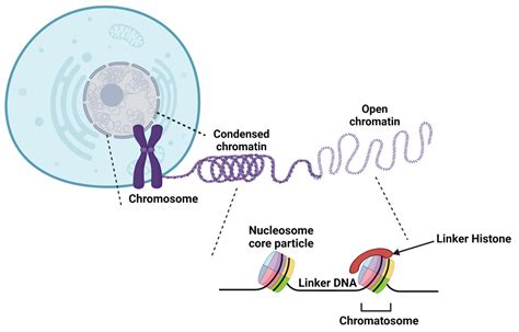 Genes Free Full Text Chromatin Structure And Dynamics Focus On