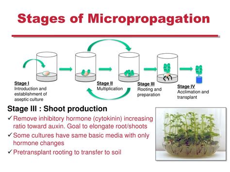 Ppt Plant And Mammalian Tissue Culture Powerpoint Presentation Free