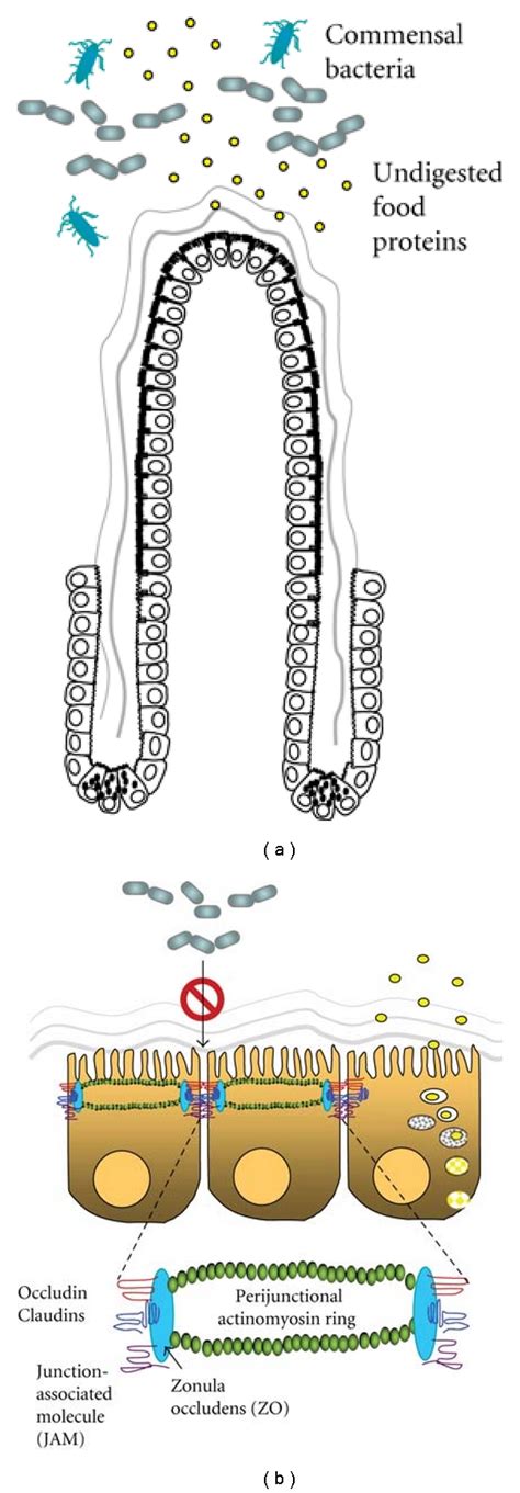 Intestinal Barrier Functions A Differentiated Intestinal Villous
