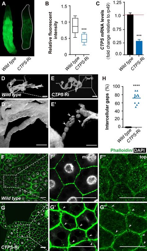 Ctps Reduction Causes Defective Adipocyte Adhesion A B Third Instar