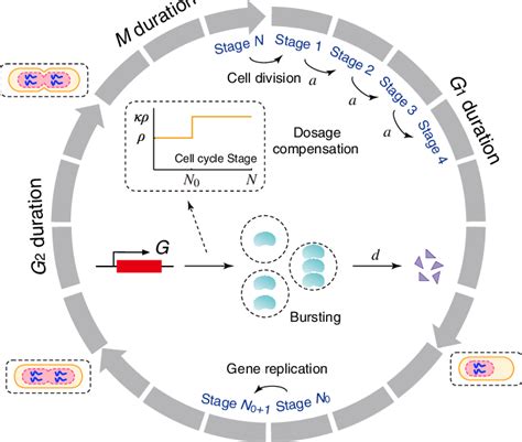 A Detailed Gene Expression Model Across The Cell Cycle A Schematic