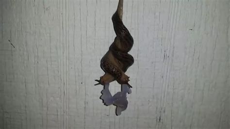 Have You Ever Wondered How Slugs Have Sex Footage Shows Extremely Rare