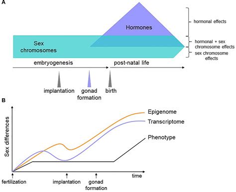 Frontiers Sexual Dimorphism In The Age Of Genomics How When Where
