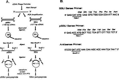 Figure 1 From Photoaffinity Labeling Of Mature And Precursor Forms Of