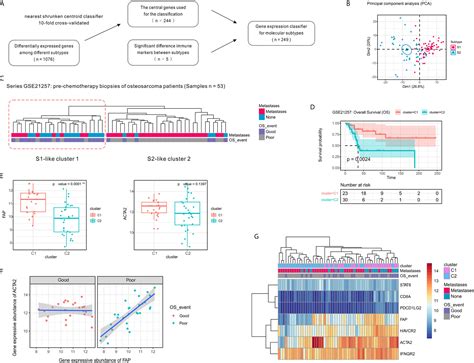 Frontiers Gene Expression Classifier Reveals Prognostic Osteosarcoma