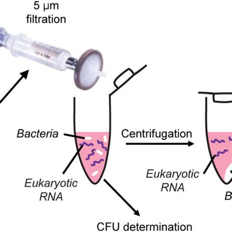 Experimental Procedure For The Isolation Of Bacterial Rna From Infected