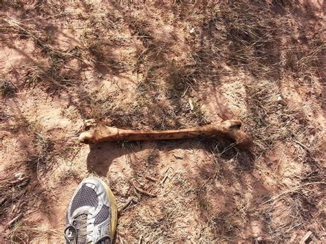 skeletal remains found on arizona strip still unidentified after 4