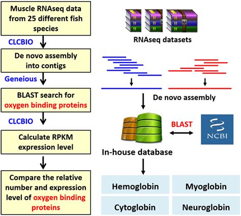 summary of the experimental workflow from bioinformatic analysis of the