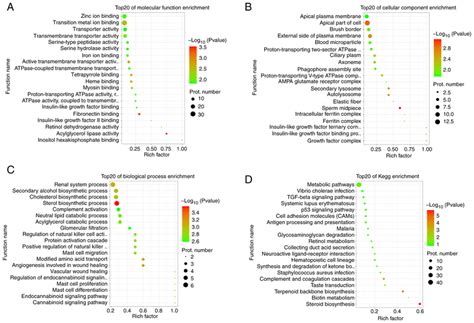 Go And Kegg Enrichment Analysis Of Differential Proteins Affected By