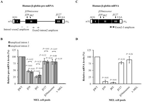 A Schematic Representation Of The Human β Globin Pre Mrna As In