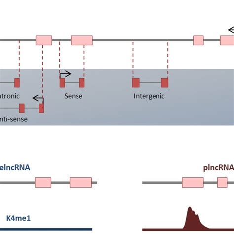 Classification Of Lncrna A Lncrnas May Be Divided Based On Their