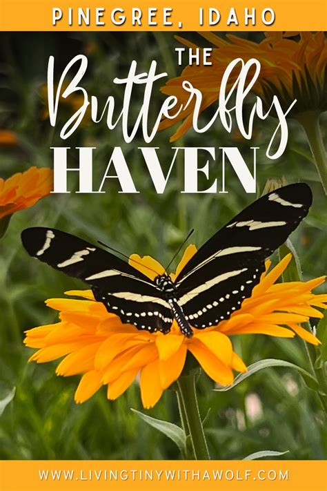 How To Visit Idahos Largest Butterfly House At The Butterfly Haven In