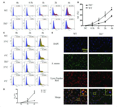 Tlr2 Regulates The Phagocytosis And Phagosome Maturation Of Npcs