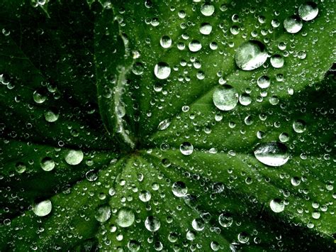 Free Images Nature Grass Drop Dew Rain Leaf Raindrop Wet