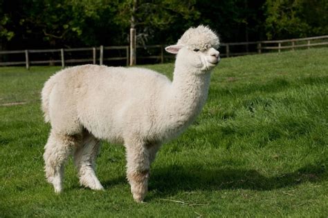 Premium Photo A 12 Year Old White Female Huacaya Alpaca Before