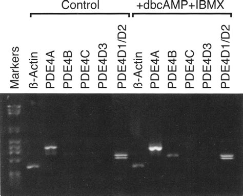 Rt Pcr Amplification Of Transcripts For Different Pde 4 Subtypes In