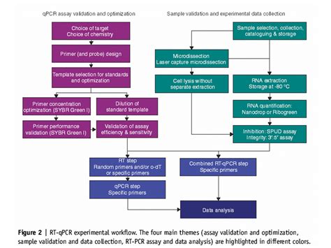 gene quantification and real time pcr kinetic rt pcr