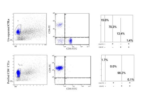 Characteristics Of Purified T Cells The Frequency Of Cd8 And Cd4 T