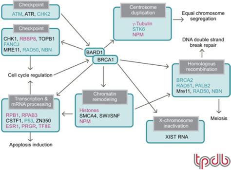 Functional Network Of Brca1 And Its Interacting Protein Open I