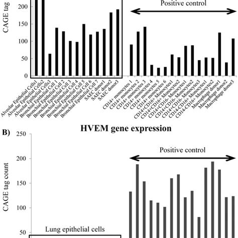 Expression Of Ltβr And Hvem Receptors On Beas 2b Cells Beas 2b Cells