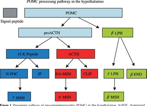 Figure 1 From The Leptin Dependent And Independent Melanocortin