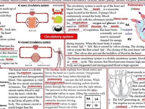 The Human Circulatory System Teaching Resources