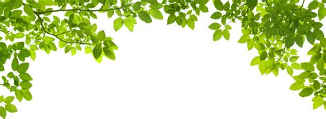 Зеленые листья фон ПНГ на Прозрачном Фоне • Скачать Png Зеленые листья фон