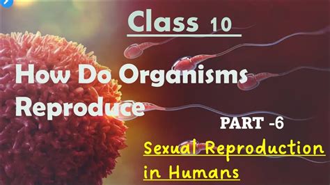 How Do Organisms Reproduce Class10 Biology Sexual Reproduction In