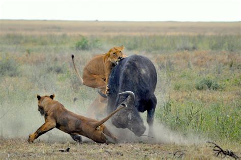 ecologists find predator prey pattern consistent across