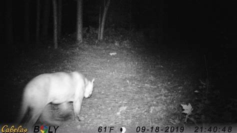 Michigan Dnr Confirms 2 More Cougar Sightings In Upper Peninsula