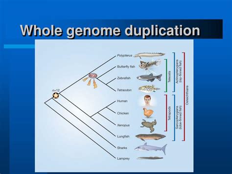 Ppt Genome Evolution Powerpoint Presentation Free Download Id 4665093