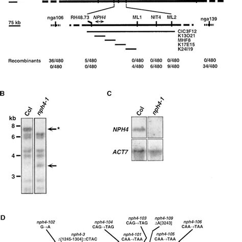 Map Based Cloning And Structure Of The Nph4 Gene Download Scientific