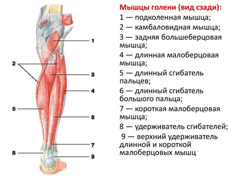 Строение ноги ниже колена с описанием и схемами фото