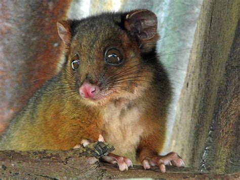 Ringtail Possum Life Cycle