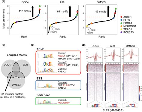 Motif Enrichment In Ecc4 A99 And Dms53 A Motif Distributions In