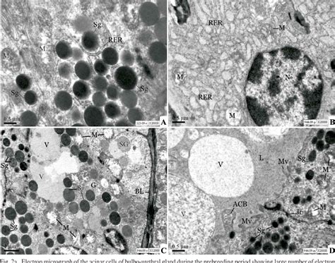 Figure 1 From Ultrastructure Of The Secretory Epithelial Cells Of The